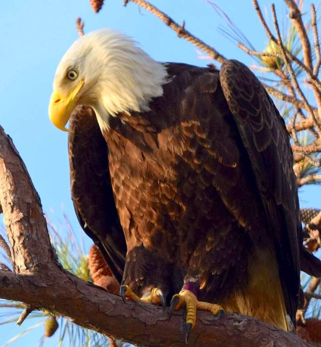 ‘EAGLE EYES’: NEW BALD EAGLE SIGHTING(S) ON ABACO | ROLLING HARBOUR ABACO