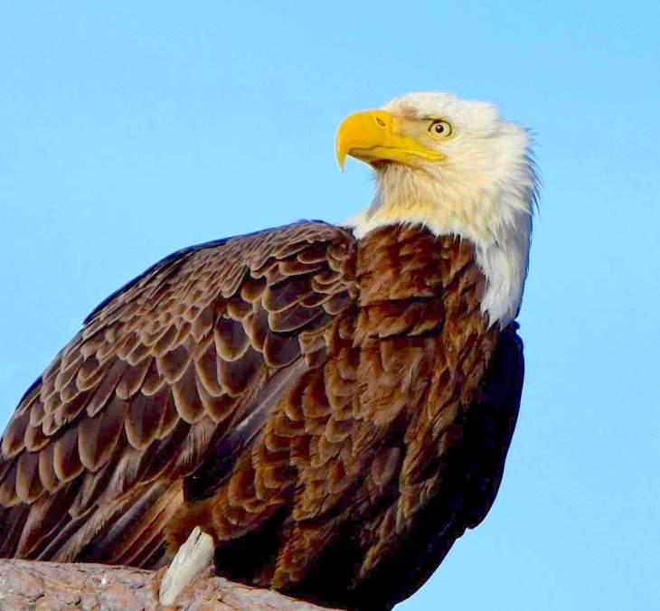 ‘EAGLE EYES’: NEW BALD EAGLE SIGHTING(S) ON ABACO | ROLLING HARBOUR ABACO