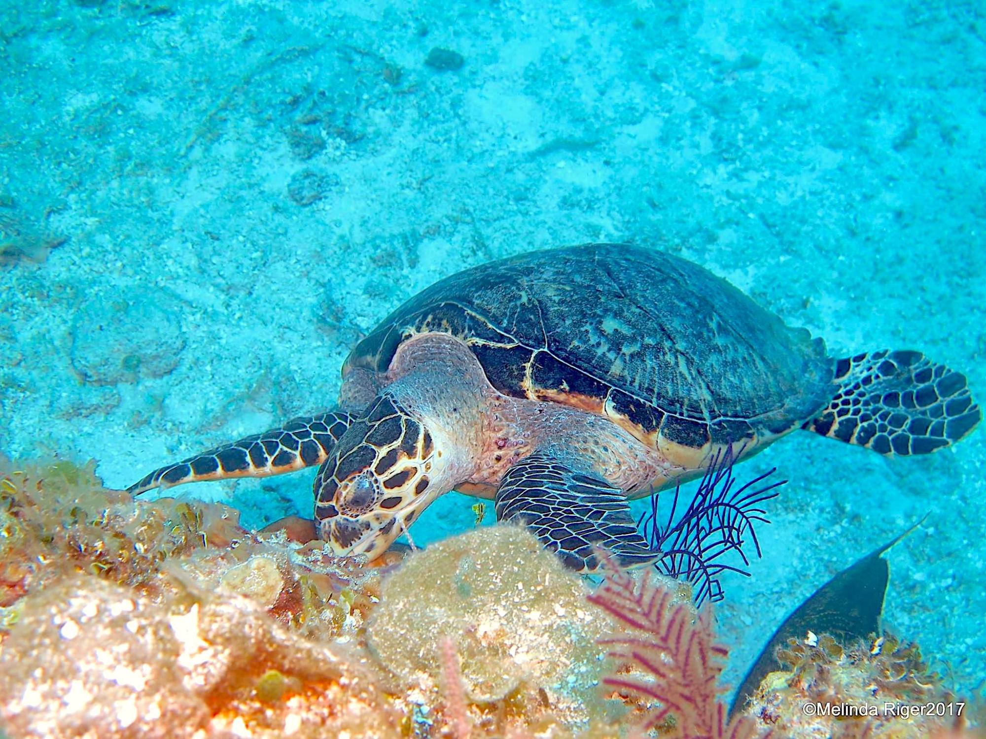 HAWKSBILL TURTLES + ANGELS = REEF HEAVEN | ROLLING HARBOUR ABACO
