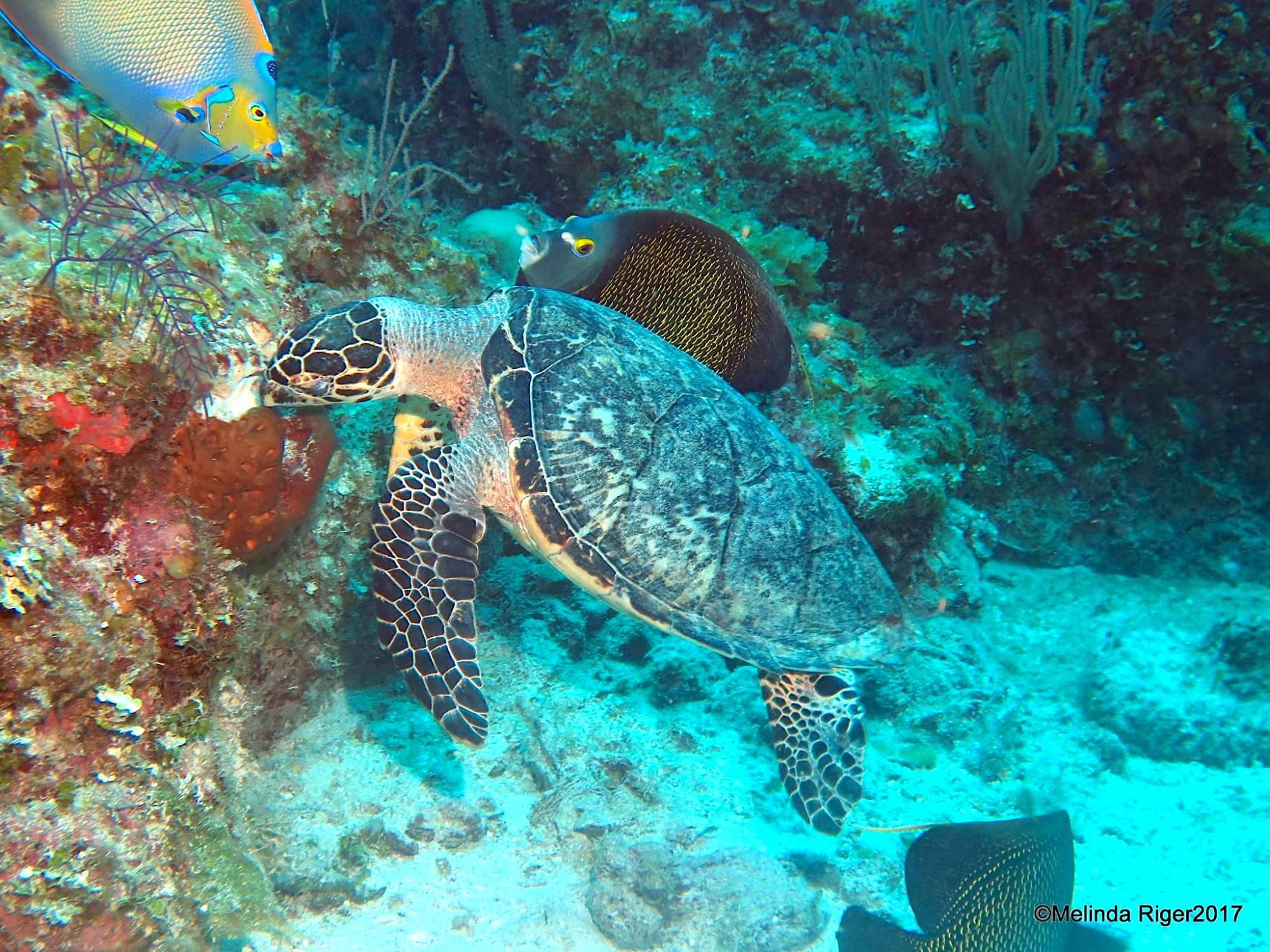 HAWKSBILL TURTLES + ANGELS = REEF HEAVEN | ROLLING HARBOUR ABACO