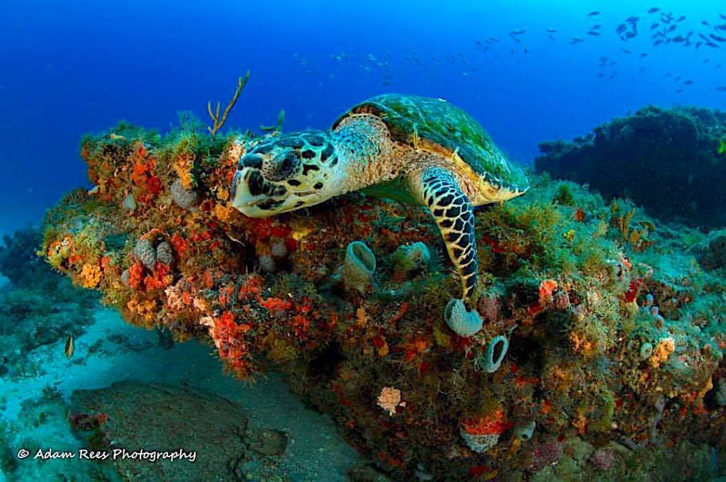 SEA TURTLES | ROLLING HARBOUR ABACO