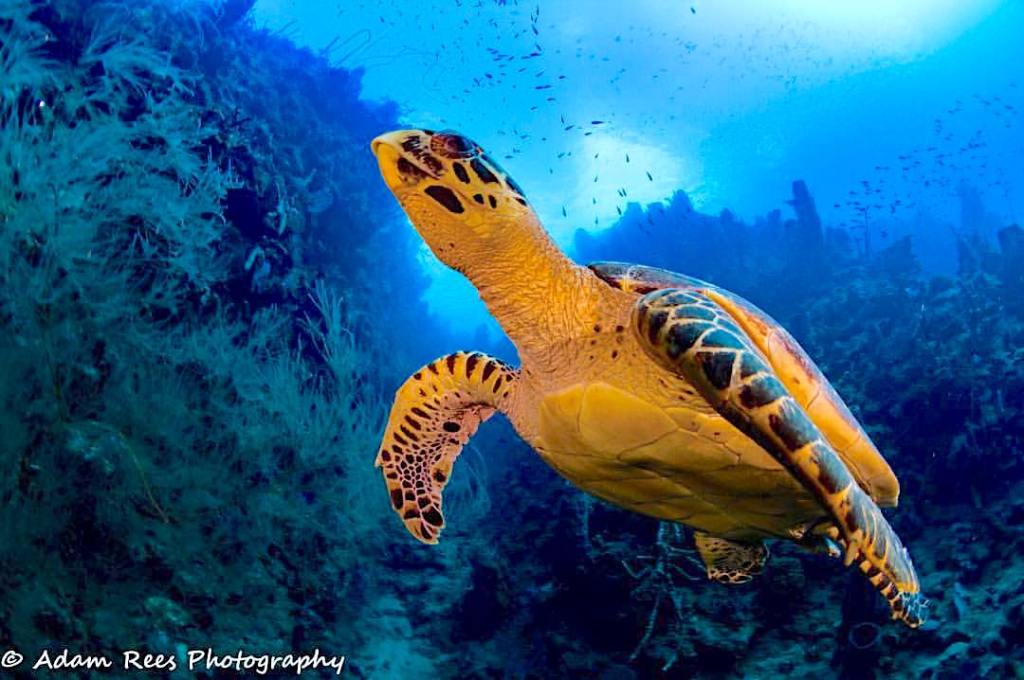 SEA TURTLES | ROLLING HARBOUR ABACO