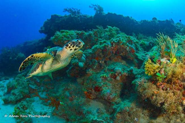SEA TURTLES | ROLLING HARBOUR ABACO