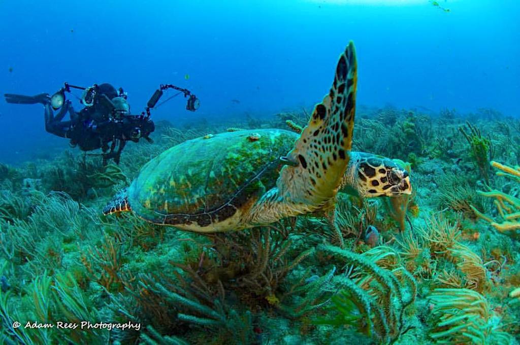 SEA TURTLES | ROLLING HARBOUR ABACO