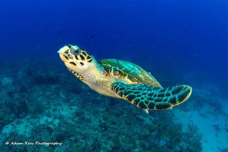 SEA TURTLES | ROLLING HARBOUR ABACO