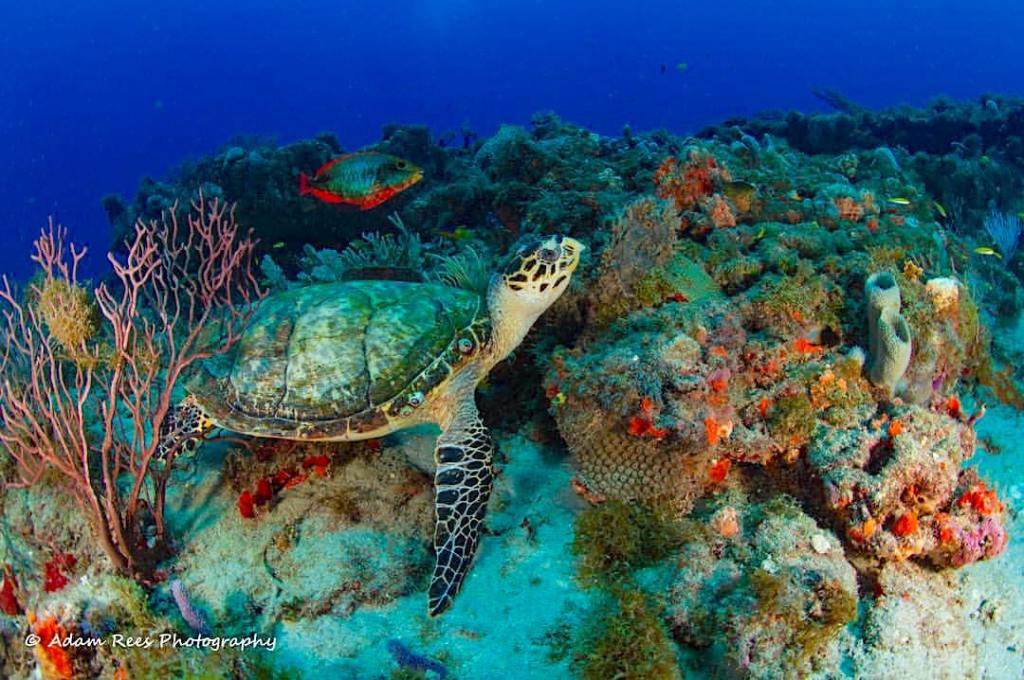SEA TURTLES | ROLLING HARBOUR ABACO