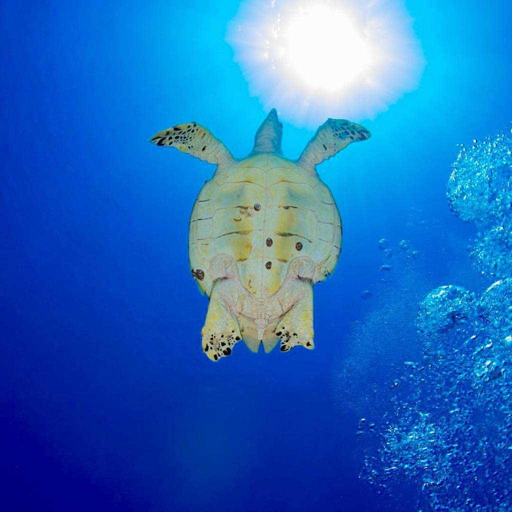 SEA TURTLES | ROLLING HARBOUR ABACO