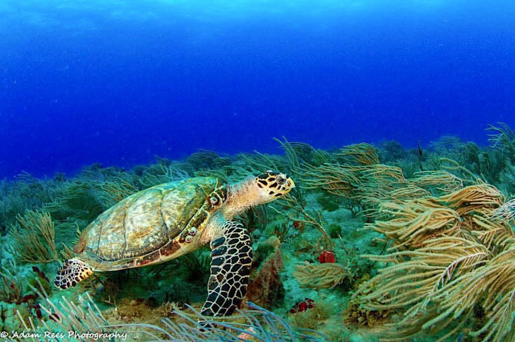 SEA TURTLES | ROLLING HARBOUR ABACO