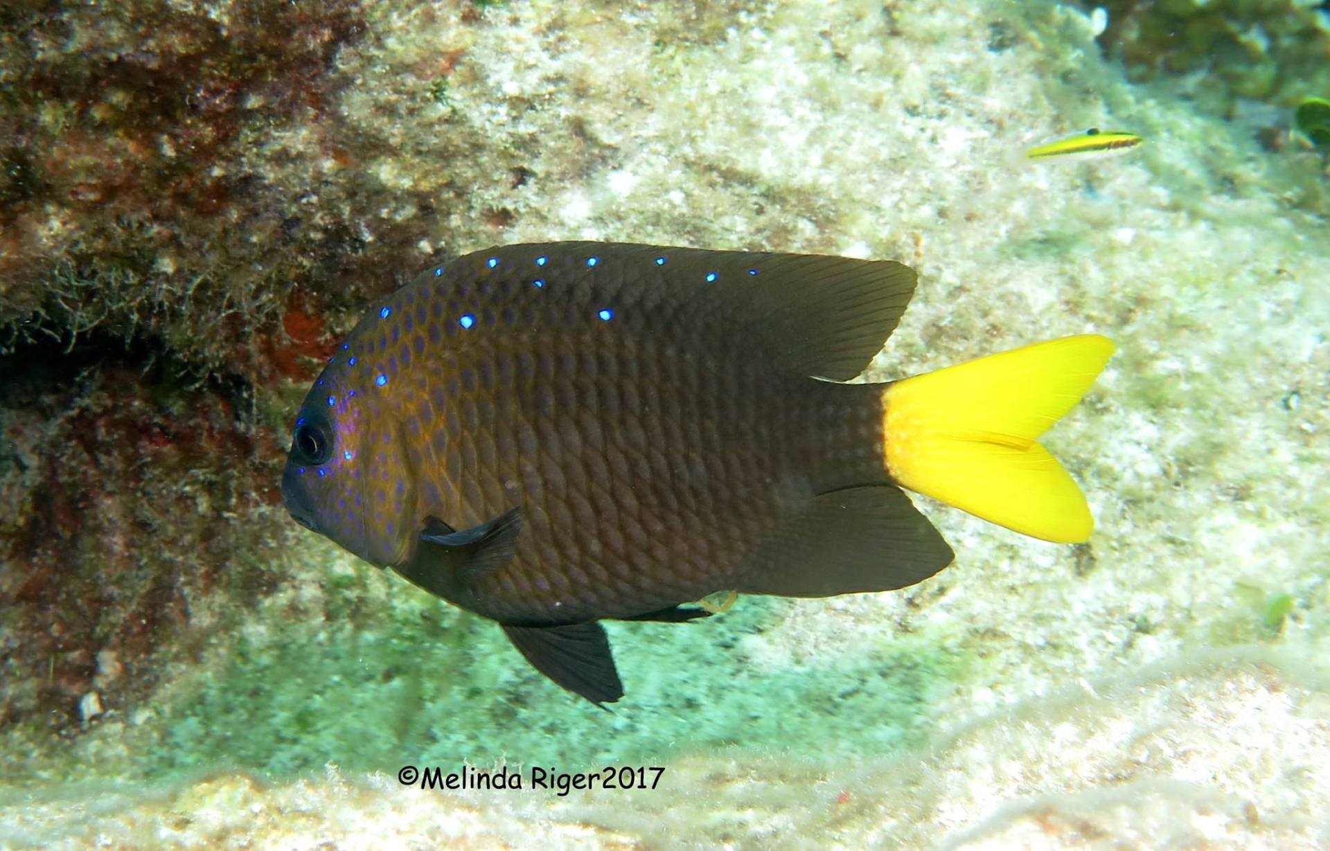 Reef Snorkelling Abaco | ROLLING HARBOUR ABACO