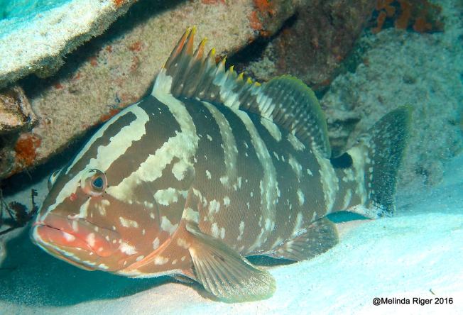 NASSAU GROUPER: ENDANGERED… AND PROTECTED | ROLLING HARBOUR ABACO