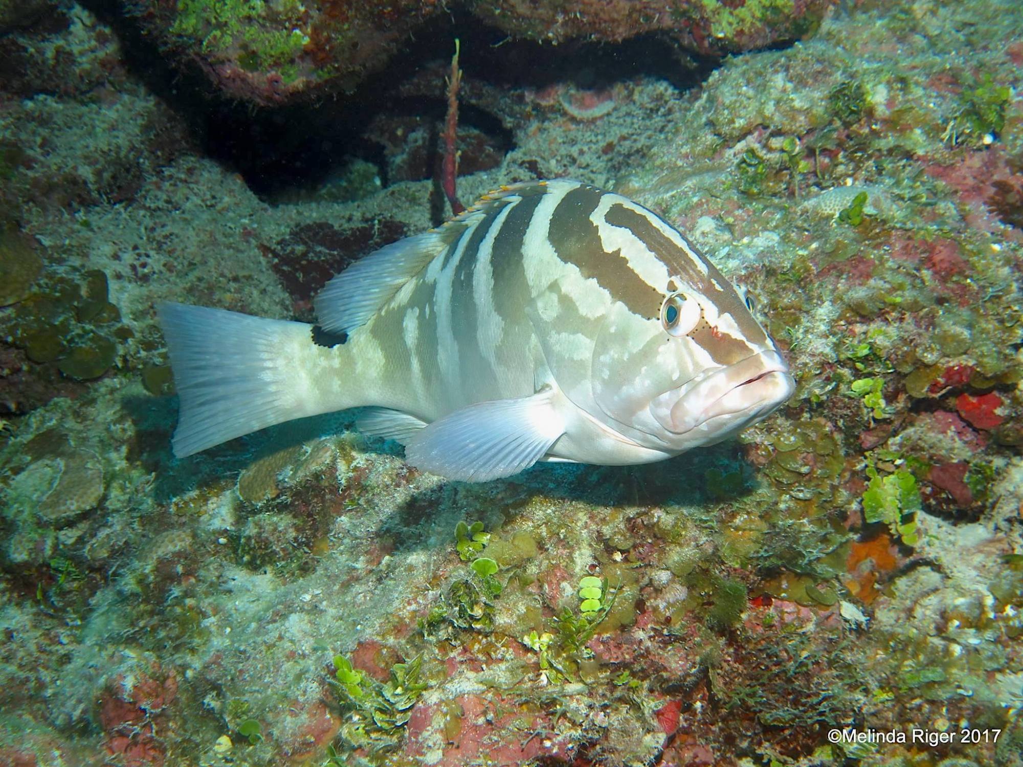 NASSAU GROUPER: ENDANGERED… AND PROTECTED | ROLLING HARBOUR ABACO