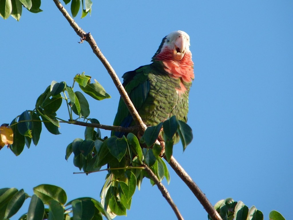 ABACO BAHAMAS POST-DORIAN: HOPE & THE ICONIC PARROTS | ROLLING HARBOUR ...