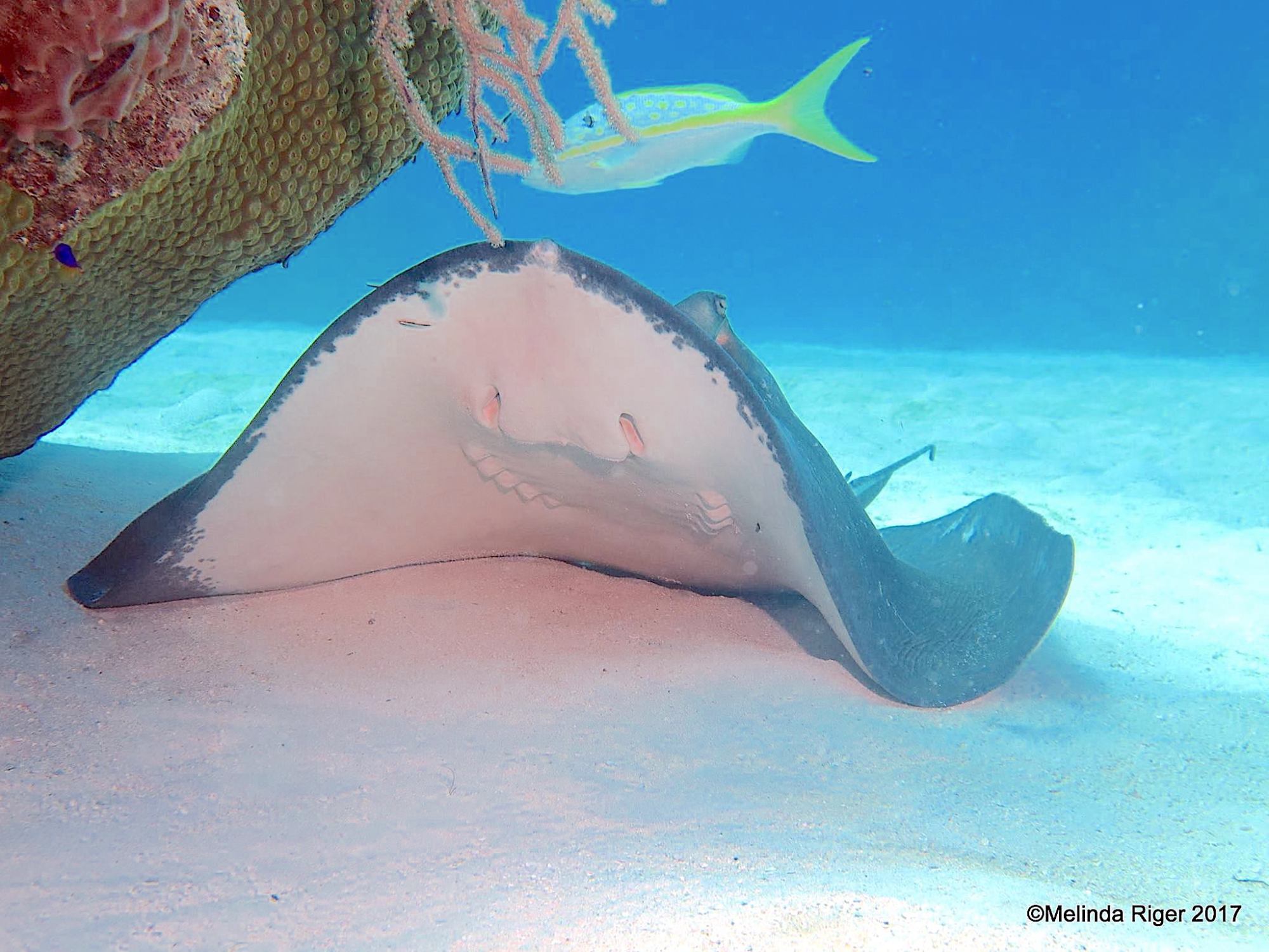 SOUTHERN STINGRAYS: BAHAMAS REEF FISH (41) | ROLLING HARBOUR ABACO