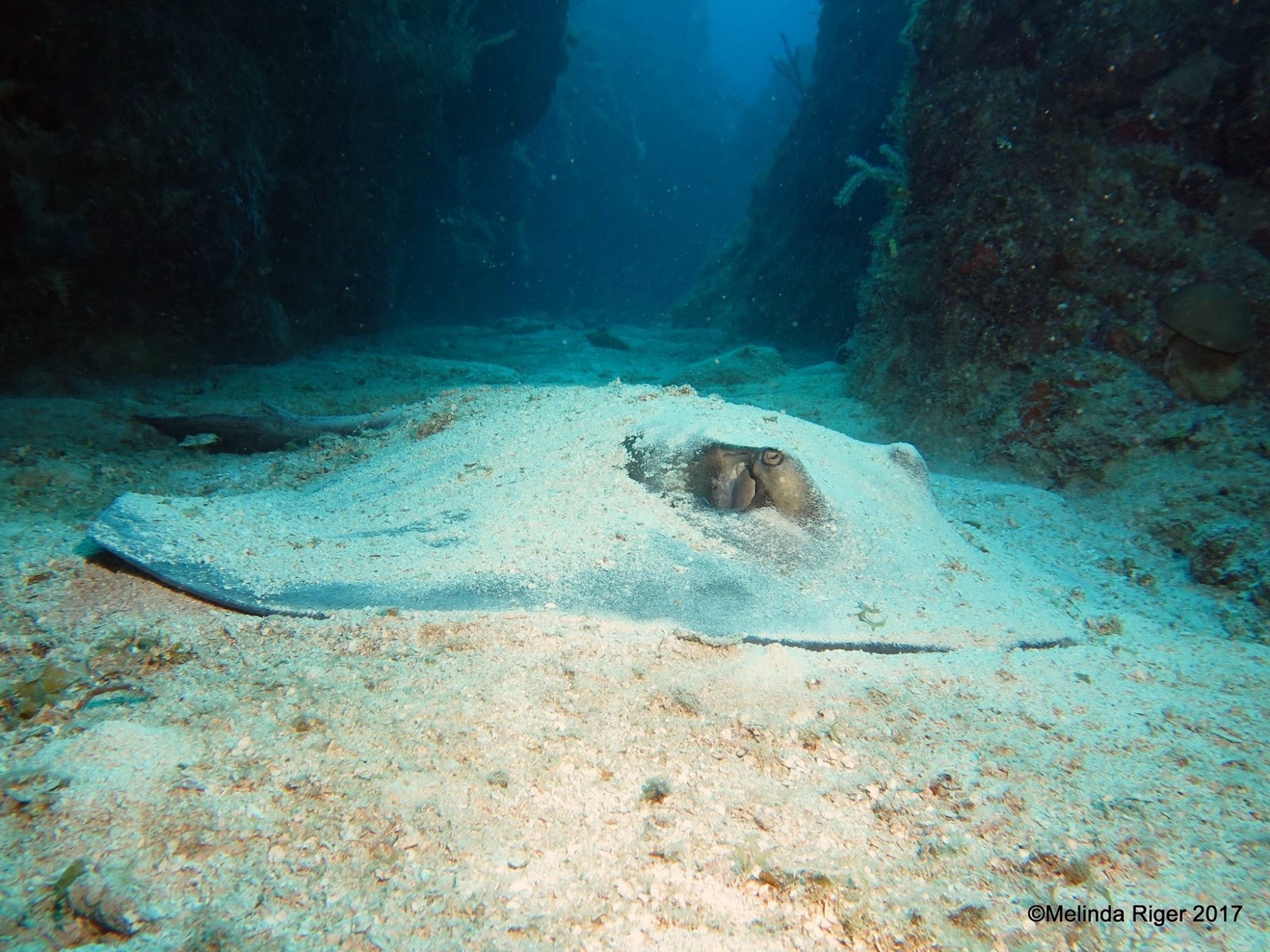 SOUTHERN STINGRAYS: BAHAMAS REEF FISH (41) | ROLLING HARBOUR ABACO