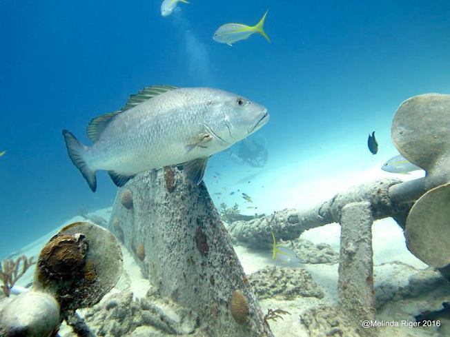 BAHAMAS REEF FISH (43): CUBERA SNAPPER | ROLLING HARBOUR ABACO