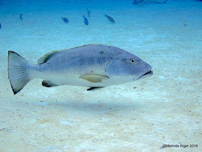 BAHAMAS REEF FISH (43): CUBERA SNAPPER | ROLLING HARBOUR ABACO