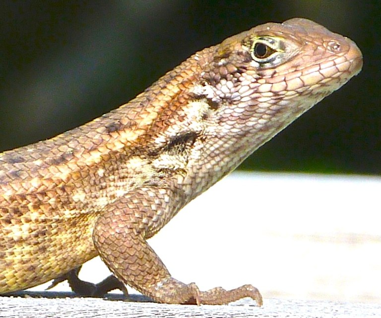 ROLLING HARBOUR ABACO | BIRDS, WILDLIFE & MORE ABACO, BAHAMAS | Page 2