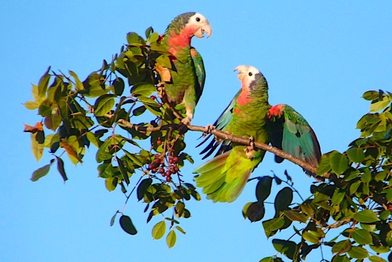 Abaco Birds | ROLLING HARBOUR ABACO | Page 8