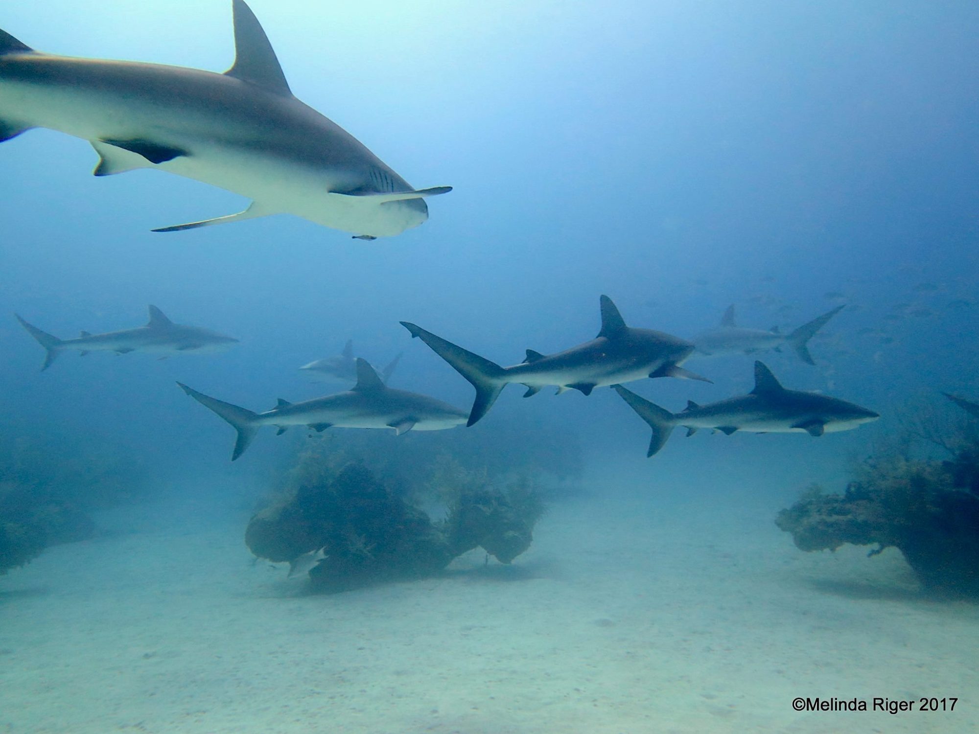SHARKS! APEX PREDATORS IN THE BAHAMAS | ROLLING HARBOUR ABACO