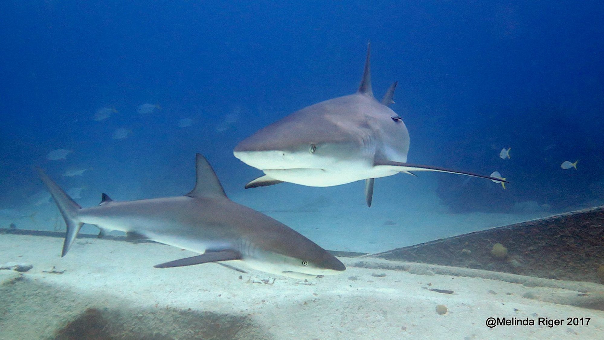 SHARKS! APEX PREDATORS IN THE BAHAMAS | ROLLING HARBOUR ABACO