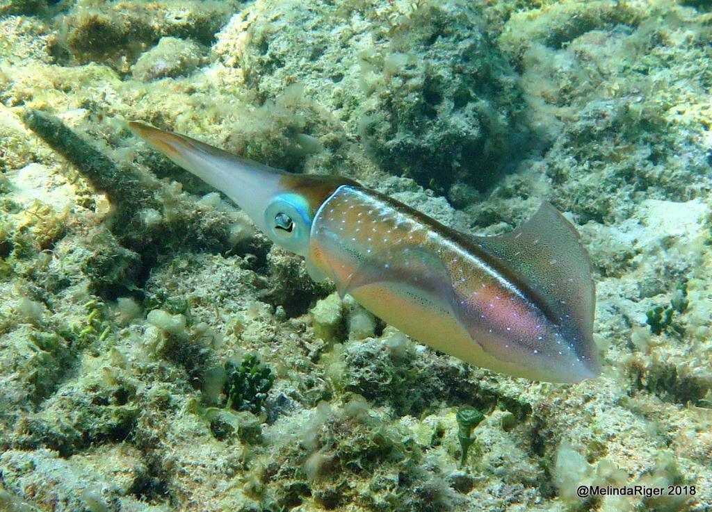 ROLLING HARBOUR ABACO | BIRDS, WILDLIFE & MORE ABACO, BAHAMAS