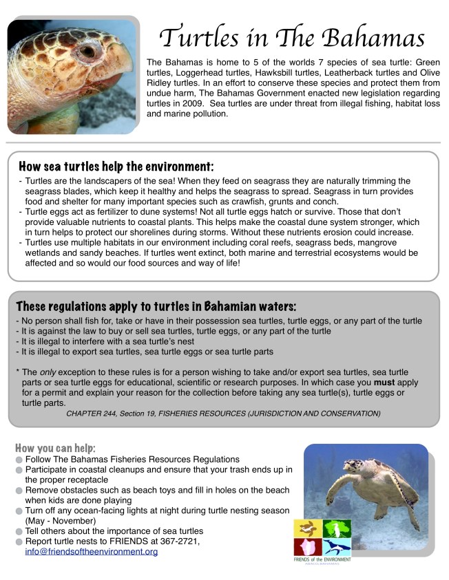GREEN TURTLES & TURTLE AWARENESS ON ABACO | ROLLING HARBOUR ABACO