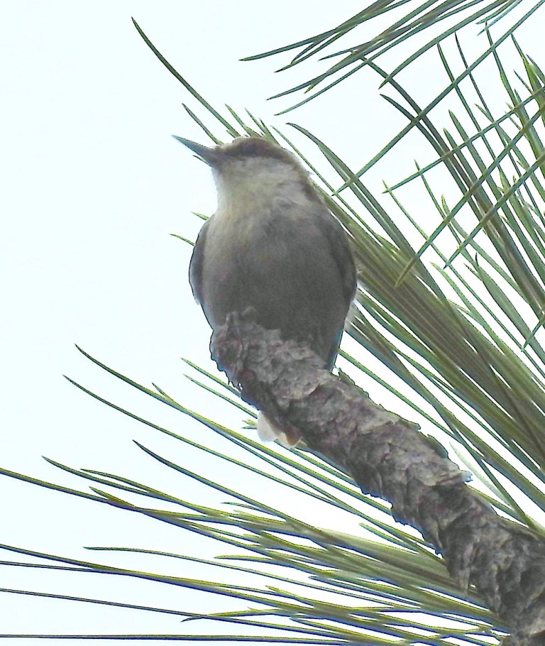 THE BAHAMA NUTHATCH & THE BRINK OF EXTINCTION | ROLLING HARBOUR ABACO