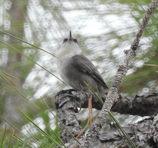 THE BAHAMA NUTHATCH & THE BRINK OF EXTINCTION | ROLLING HARBOUR ABACO