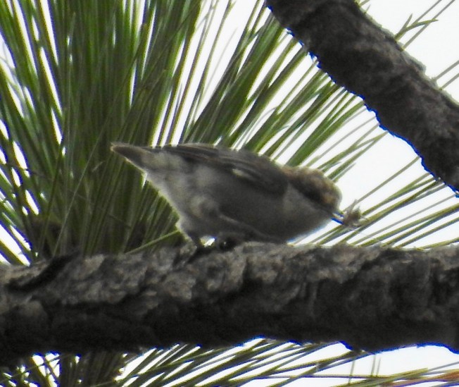 THE BAHAMA NUTHATCH & THE BRINK OF EXTINCTION | ROLLING HARBOUR ABACO