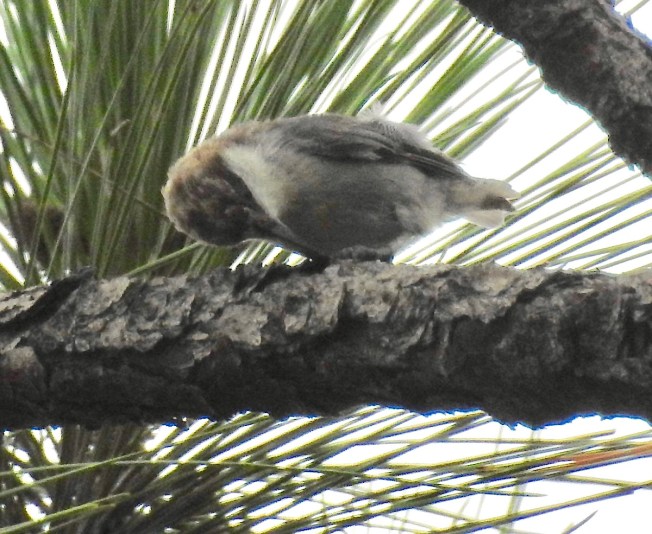 THE BAHAMA NUTHATCH & THE BRINK OF EXTINCTION | ROLLING HARBOUR ABACO