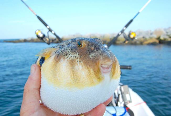 SHARPNOSE PUFFER FISH: BAHAMAS REEF FISH (47) | ROLLING HARBOUR ABACO