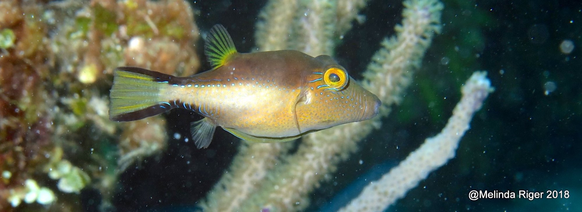 SHARPNOSE PUFFER FISH: BAHAMAS REEF FISH (47) | ROLLING HARBOUR ABACO