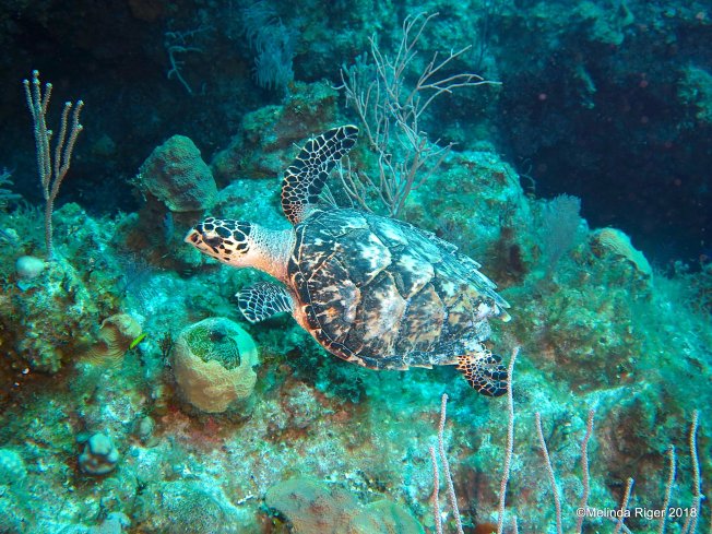 BAHAMAS SEA TURTLES: IN THEIR ELEMENT | ROLLING HARBOUR ABACO