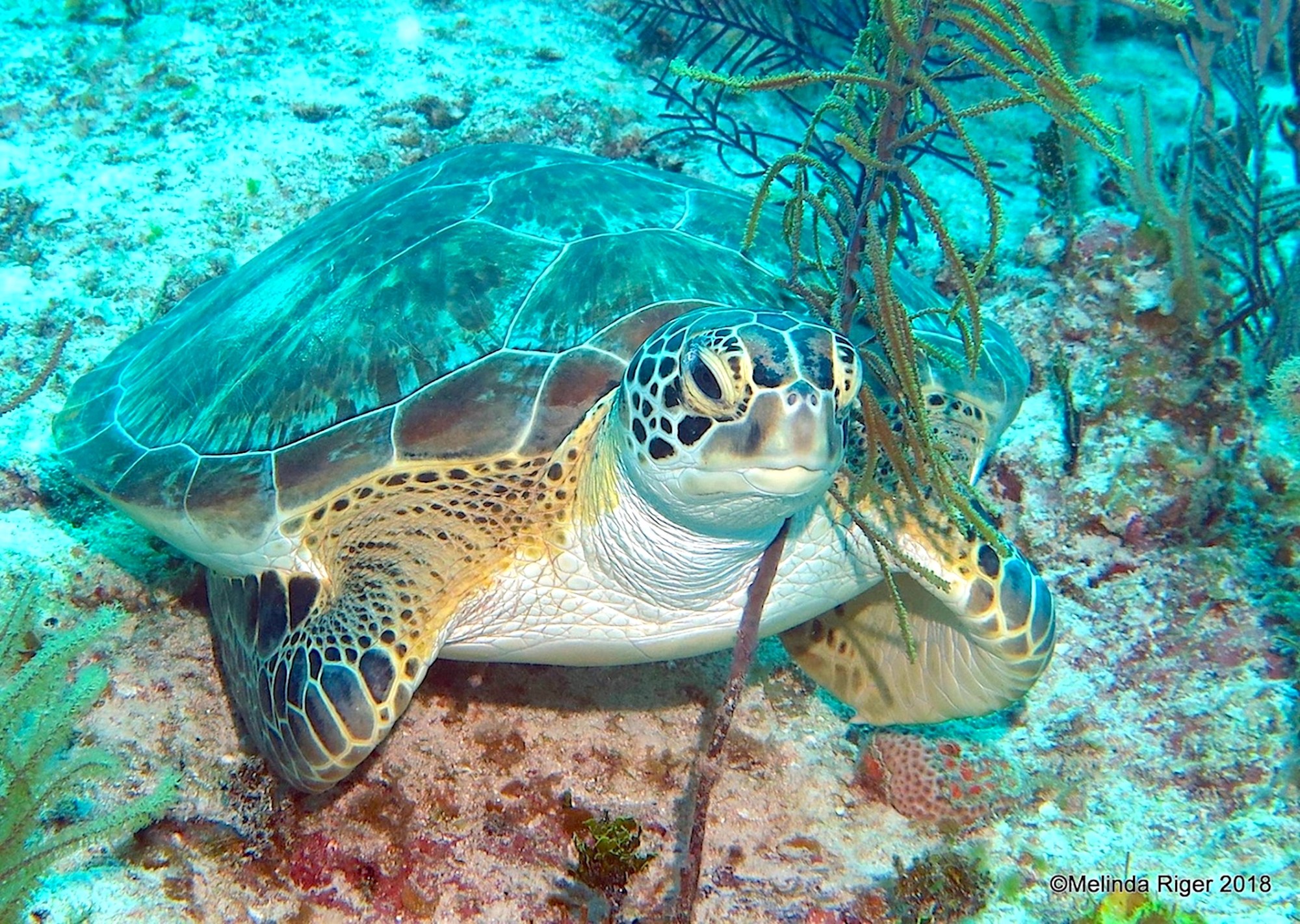 BAHAMAS SEA TURTLES: IN THEIR ELEMENT | ROLLING HARBOUR ABACO