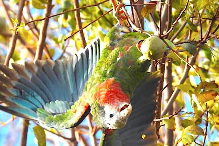 Abaco Parrot Photos | ROLLING HARBOUR ABACO
