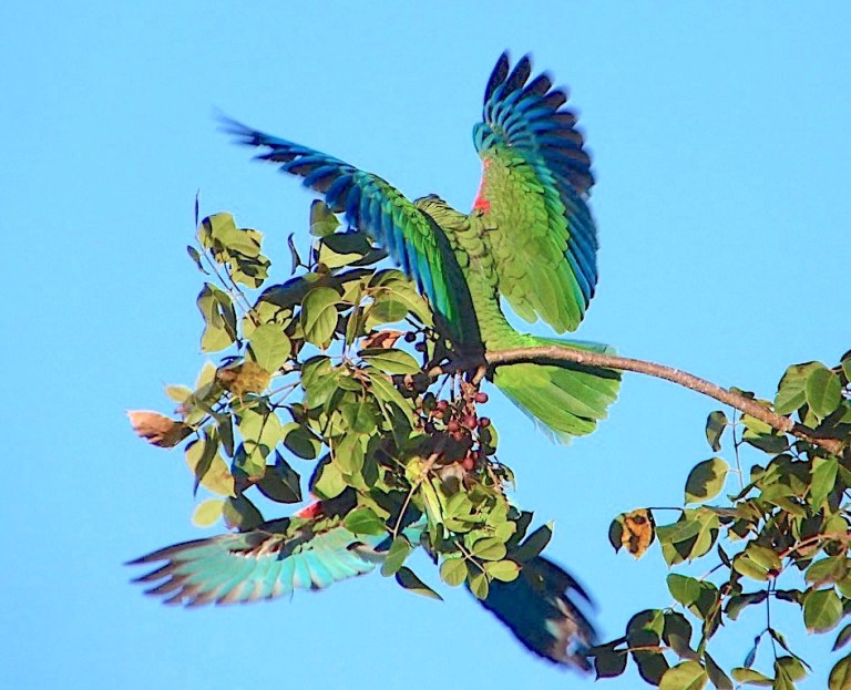 Abaco Parrot Photos | ROLLING HARBOUR ABACO