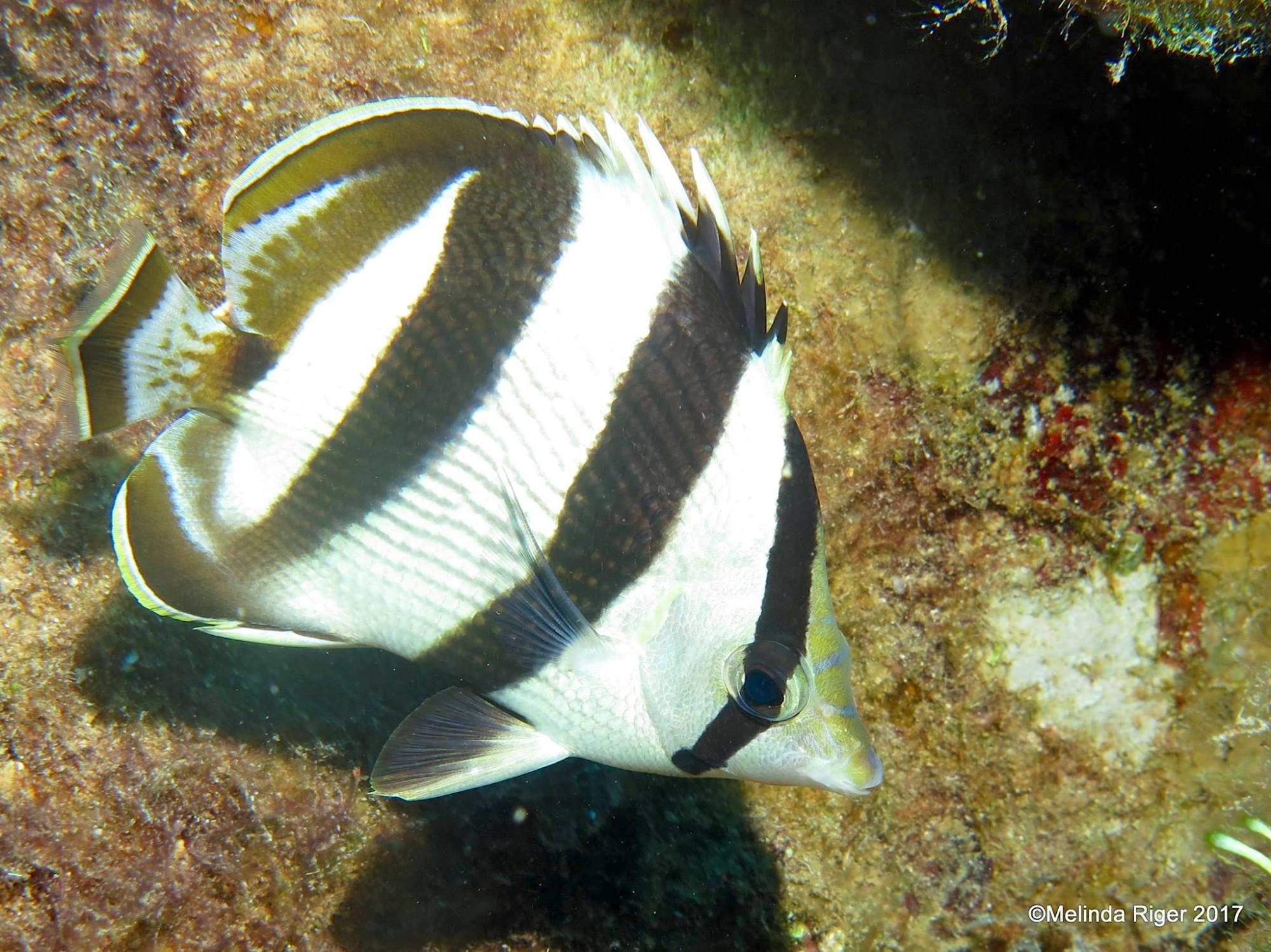 BAHAMAS REEF FISH (49): BANDED BUTTERFLYFISH | ROLLING HARBOUR ABACO