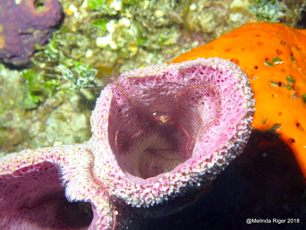 PURPLE VASE SPONGES: BAHAMAS REEF ORNAMENTS | ROLLING HARBOUR ABACO