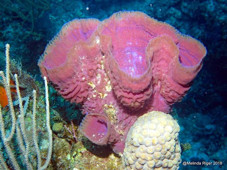 PURPLE VASE SPONGES: BAHAMAS REEF ORNAMENTS | ROLLING HARBOUR ABACO