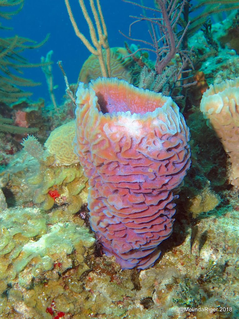 PURPLE VASE SPONGES: BAHAMAS REEF ORNAMENTS | ROLLING HARBOUR ABACO