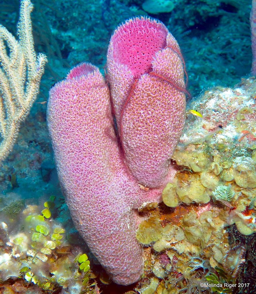 PURPLE VASE SPONGES: BAHAMAS REEF ORNAMENTS | ROLLING HARBOUR ABACO