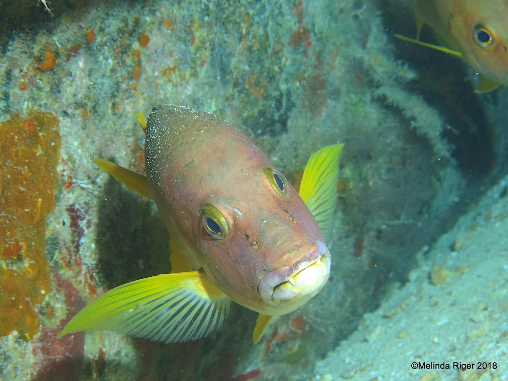 BAHAMAS REEF FISH (48): SCHOOLMASTER SNAPPER | ROLLING HARBOUR ABACO