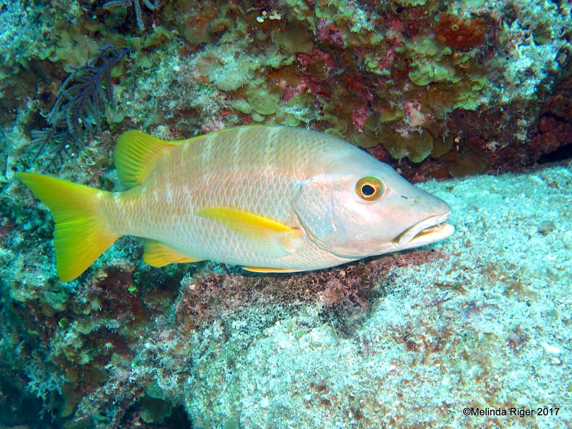 BAHAMAS REEF FISH (48): SCHOOLMASTER SNAPPER | ROLLING HARBOUR ABACO