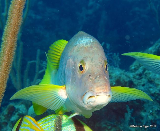 BAHAMAS REEF FISH (48): SCHOOLMASTER SNAPPER | ROLLING HARBOUR ABACO