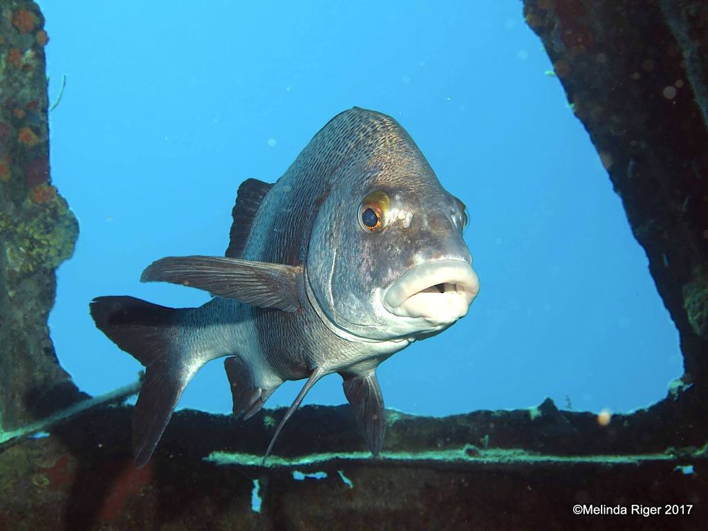 BAHAMAS REEF FISH (51): BLACK MARGATE | ROLLING HARBOUR ABACO