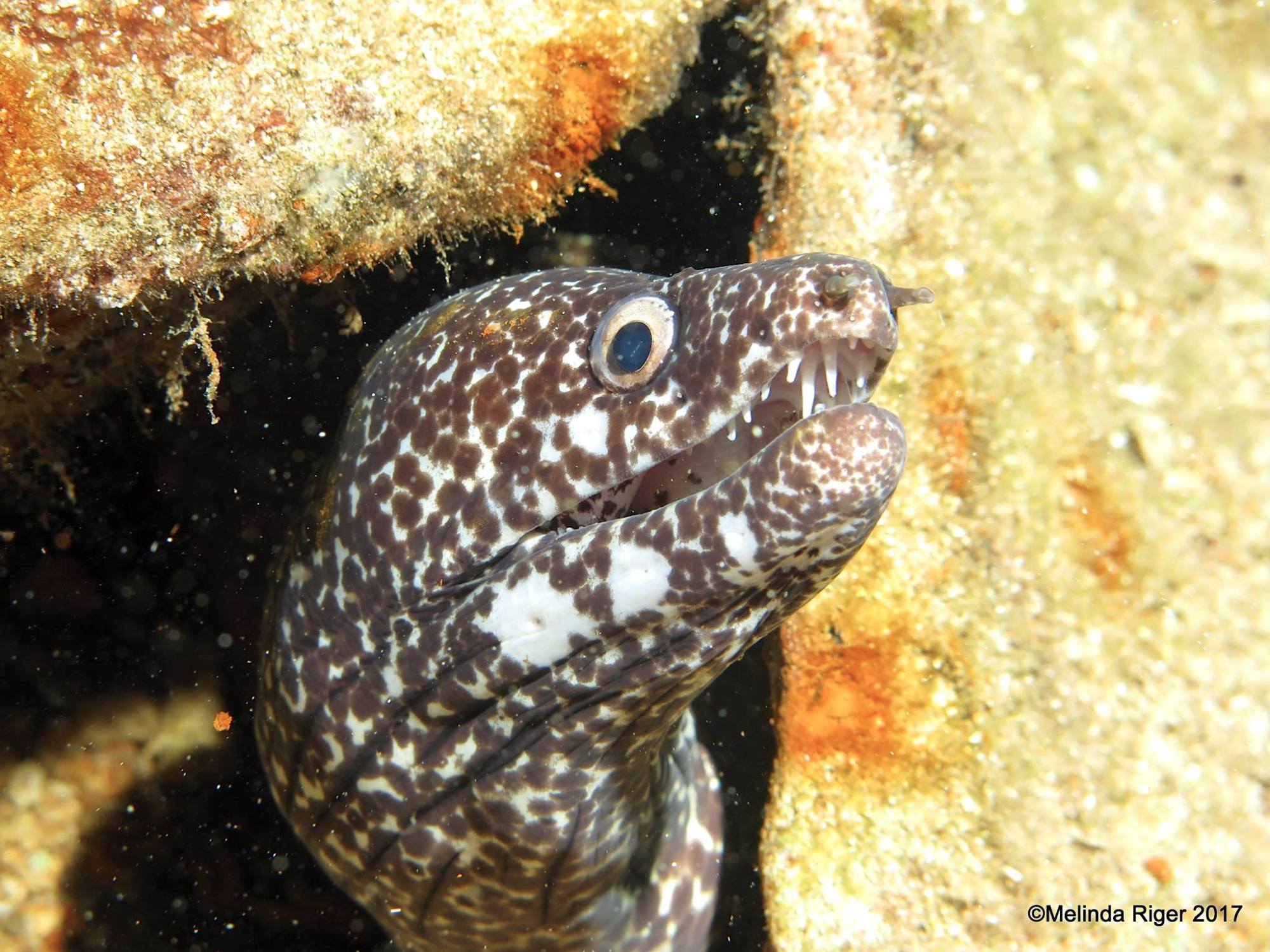 FORAYS WITH MORAYS (6): WELL SPOTTED… | ROLLING HARBOUR ABACO