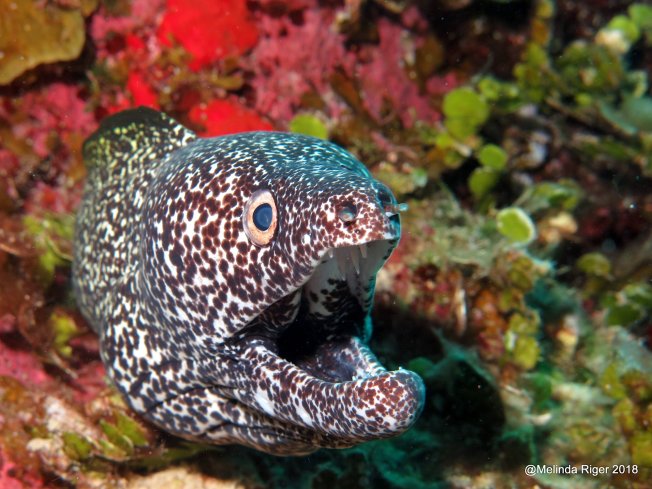 FORAYS WITH MORAYS (6): WELL SPOTTED… | ROLLING HARBOUR ABACO