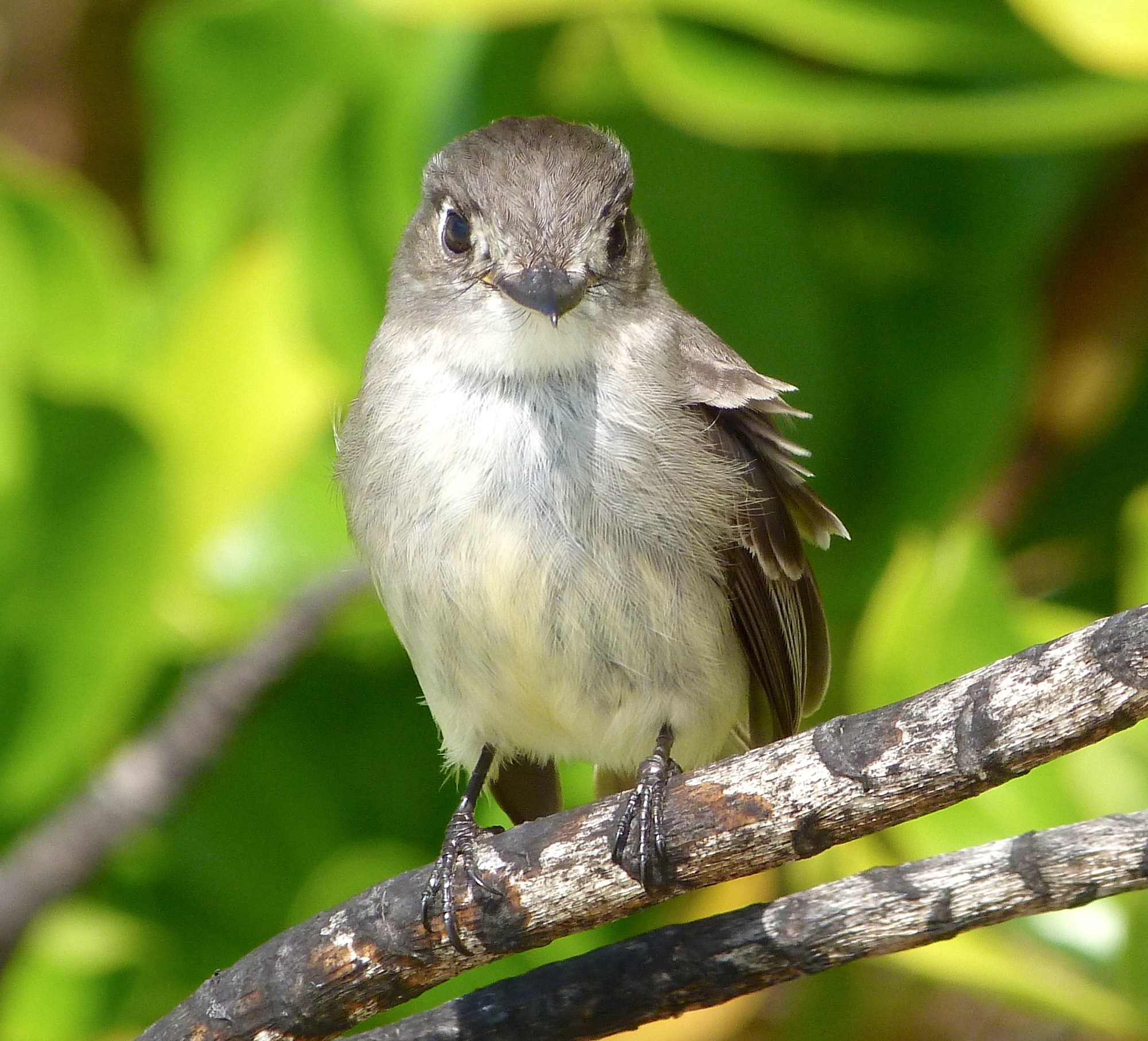 Abaco Birds | ROLLING HARBOUR ABACO | Page 6