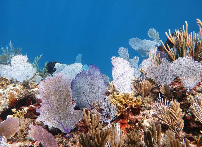 Reef Fish Abaco Bahamas | ROLLING HARBOUR ABACO