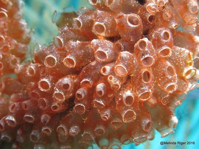TUNICATES: SESSILE ASEXUAL SEA-SQUIRTS | ROLLING HARBOUR ABACO